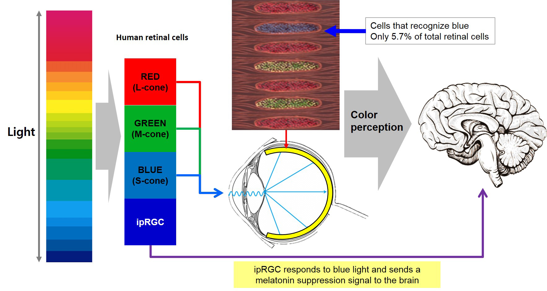 LEDs mimic the natural spectrum of the sun for Circadian rhythm ...
